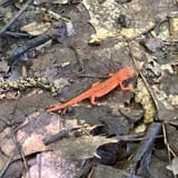 Capen Hill Nature Sanctuary, Massachusetts - 225 Reviews, Map | AllTrails