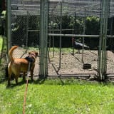 Capen Hill Nature Sanctuary, Massachusetts - 225 Reviews, Map | AllTrails