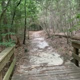Pitcher Plant Trail, Texas - 235 Reviews, Map | AllTrails
