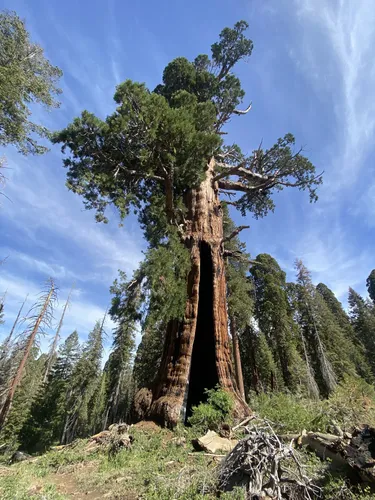 2023 Best 10 Wild Flowers Trails in Three Rivers | AllTrails