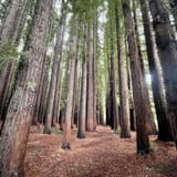 Redwood Forest, Victoria, Australia - 199 Reviews, Map | AllTrails