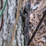 Longleaf Trace Trail, Mississippi - 306 Reviews, Map | AllTrails