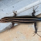 Longleaf Trace Trail, Mississippi - 306 Reviews, Map | AllTrails