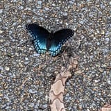 Longleaf Trace Trail, Mississippi - 306 Reviews, Map | AllTrails