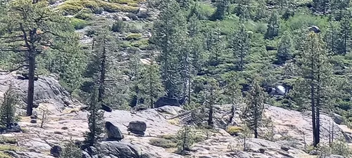 2023 Best Bird Watching Trails in Emigrant Gap | AllTrails