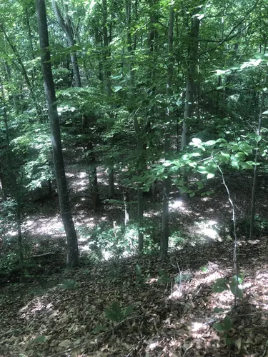 Best Hikes and Trails in Dan Daniel Memorial Park | AllTrails