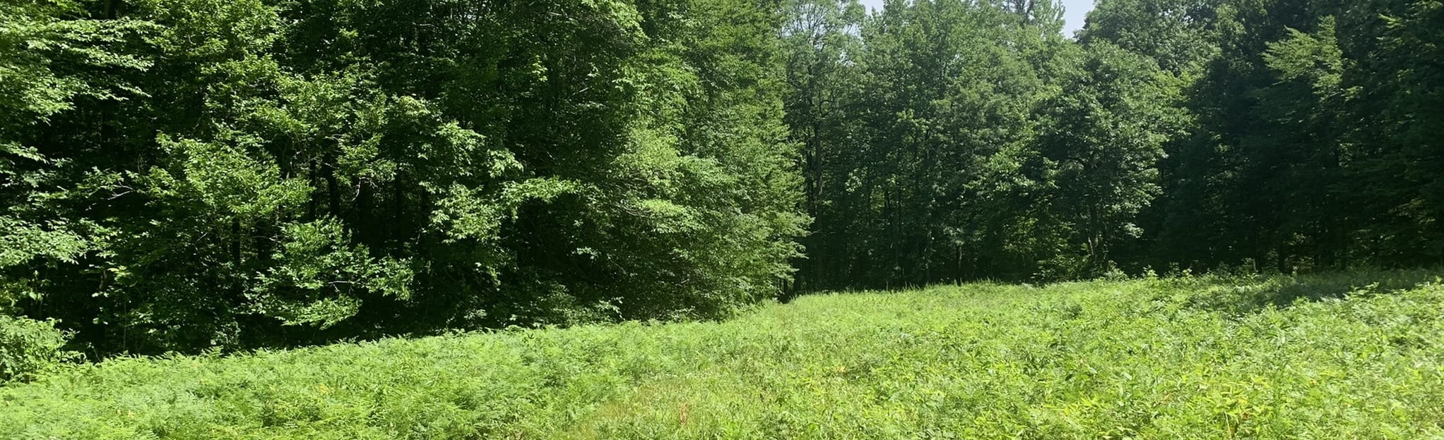 Athens-Big Fork Trail: 240 Reviews, Map - Arkansas | AllTrails