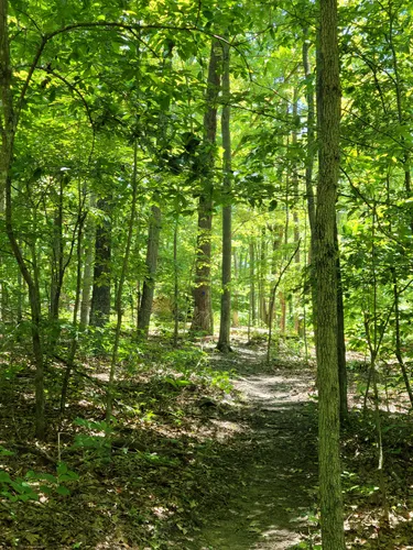 10 Best Forest Trails in Kanawha State Forest | AllTrails