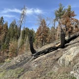 Muir Grove Trail, California - 308 Reviews, Map | AllTrails