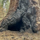 Muir Grove Trail, California - 308 Reviews, Map | AllTrails