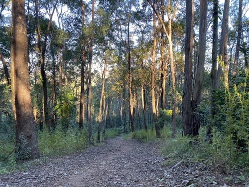 Best Hikes and Trails in Keperra Bushland Reserve | AllTrails
