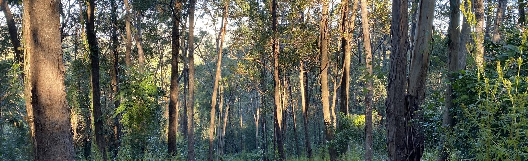 Keperra Bushland Double Loop, Queensland, Australia - 49 Reviews, Map ...