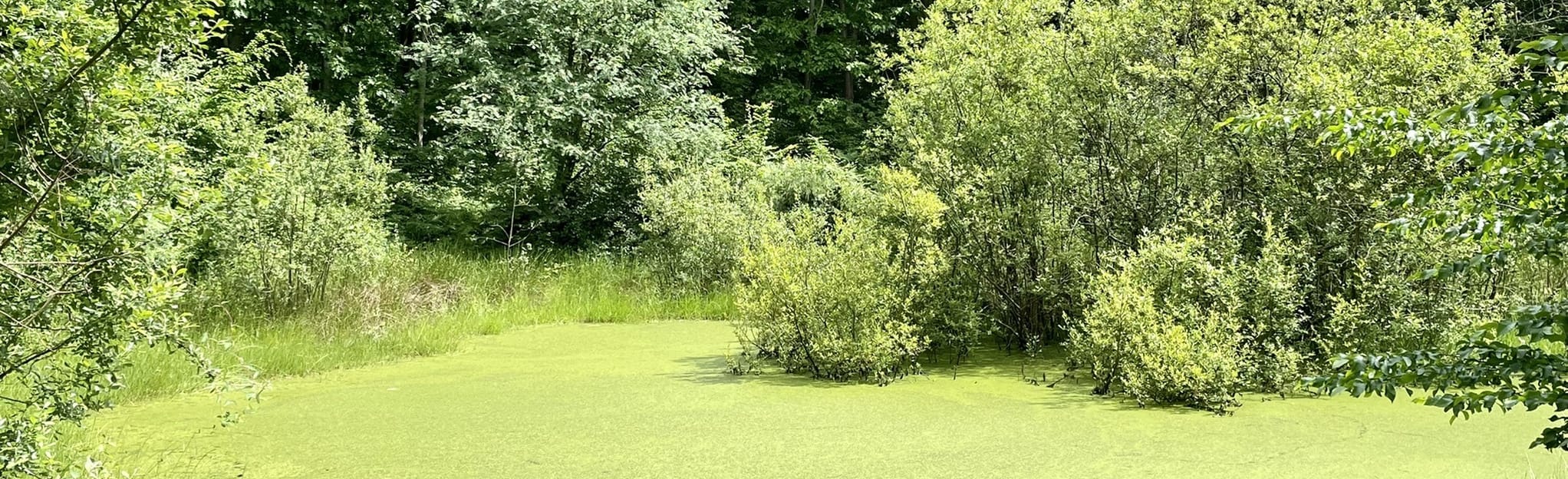 Circuit in the Roumare Forest of Montigny: 4 Reviews, Map - Seine ...