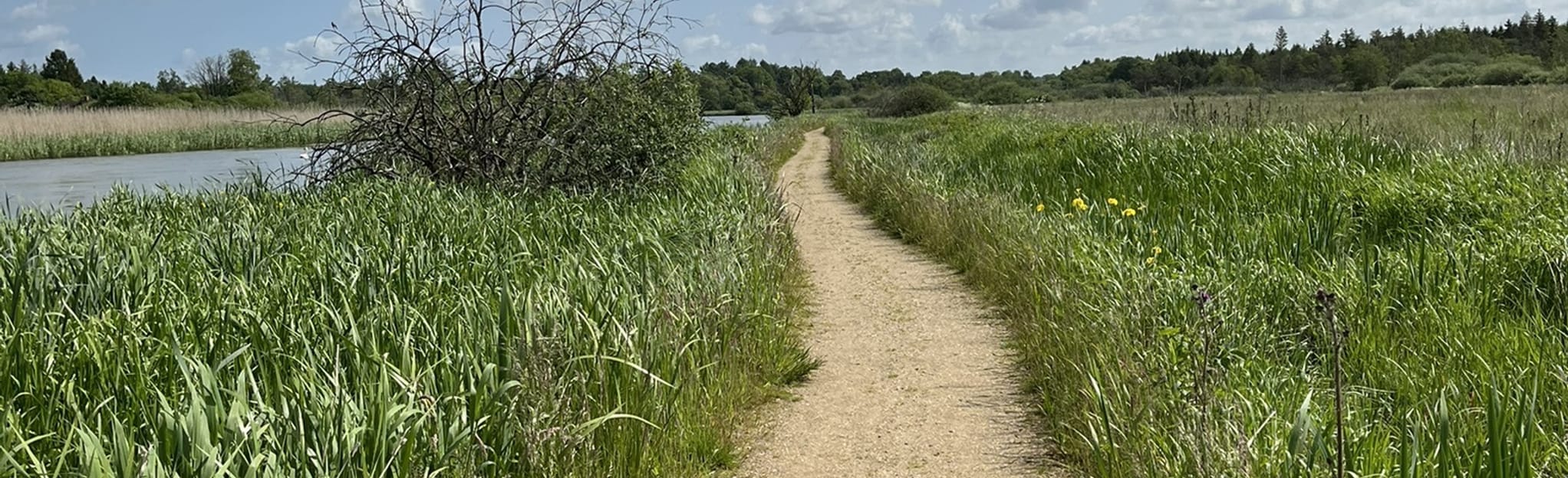 Kongensbro - Borre Skov - Høj Stene, 49 Fotos - Central Denmark ...