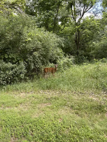 Best Hikes and Trails in Rend Lake | AllTrails