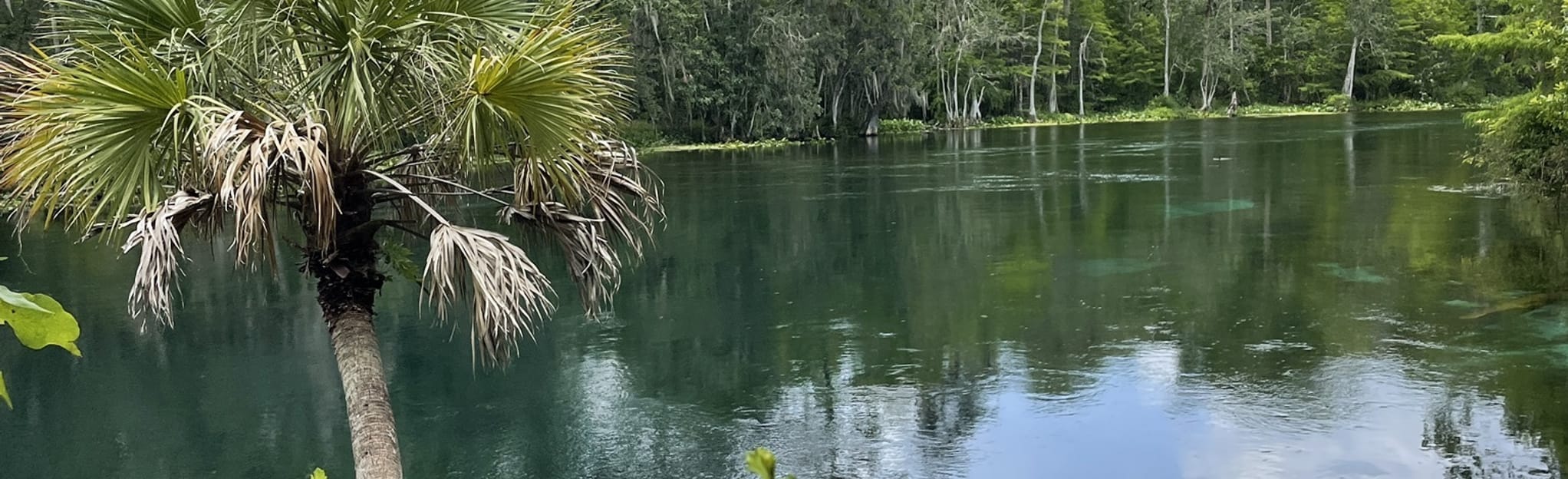 Silver River Paddle to Silver Springs : 170 Reviews, Map - Florida ...