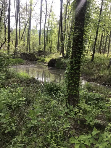 10 Best Hikes and Trails in Cohutta Wildlife Management Area | AllTrails