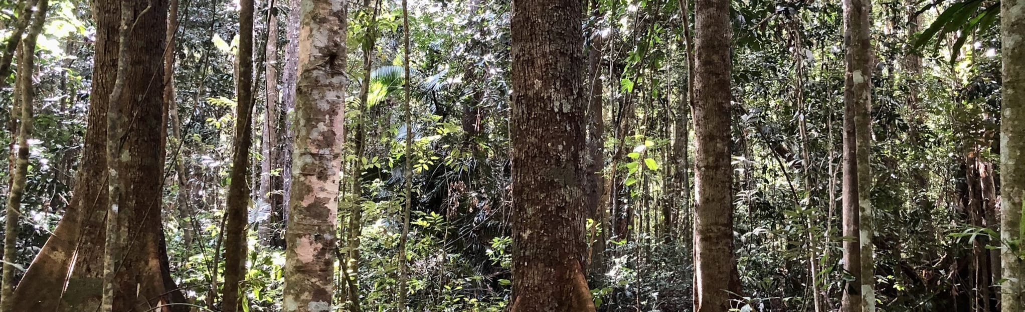 Wongabel Heritage Trail and Rainforest Walk, Queensland, Australia - 29 Reviews, Map | AllTrails