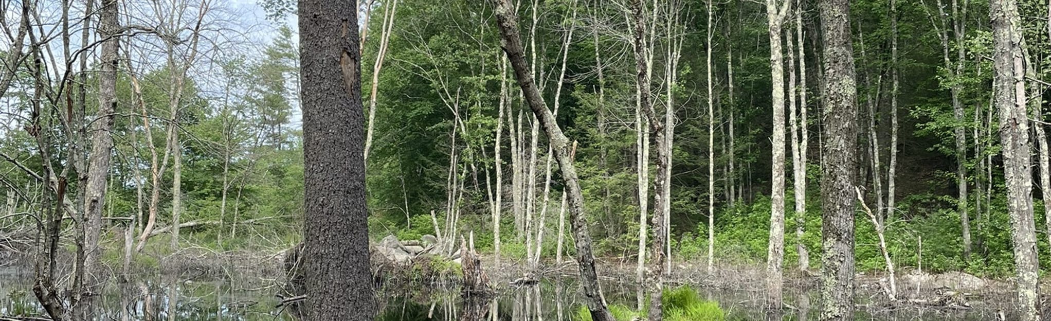 NS Trail Wallum Lake to Richardson Trail - Massachusetts | AllTrails