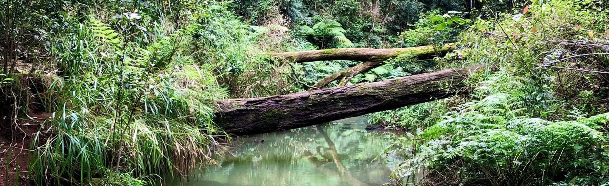 Red Tulip Oak Walking Track: 8 Reviews, Map - Queensland, Australia ...