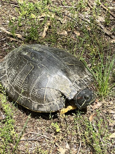 Best Hikes and Trails in Illiniwek Village State Historic Site | AllTrails