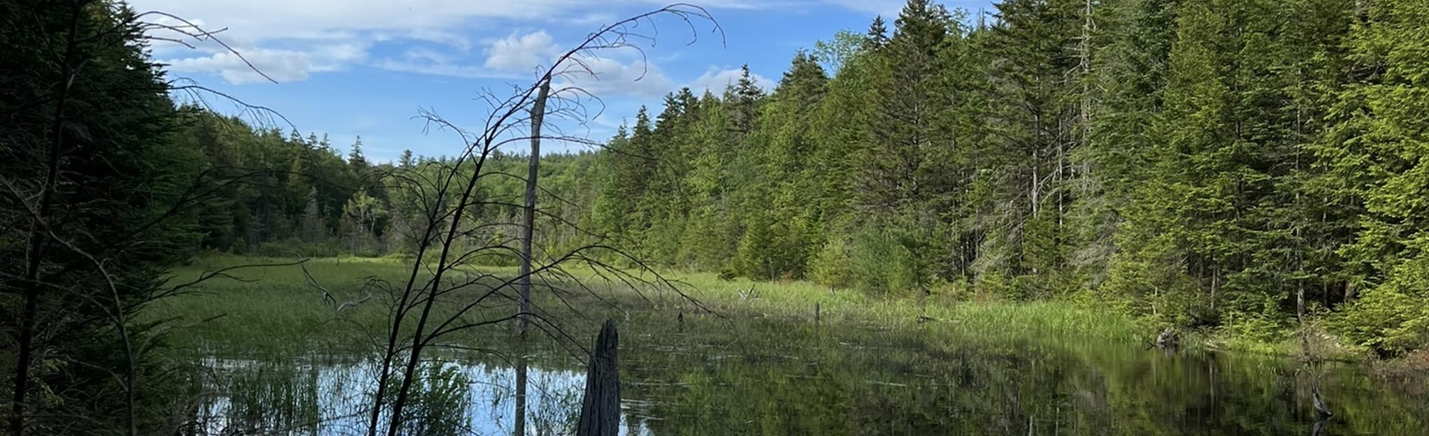 Dead Moose Trail Loop: 17 Reviews, Map - Massachusetts | AllTrails