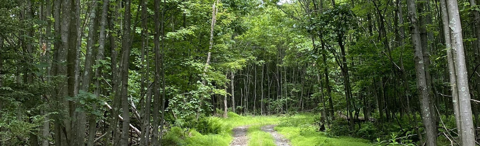 Reeds Gap Trail, High Top Trail, and Knob Ridge Road Loop: 13 Reviews ...