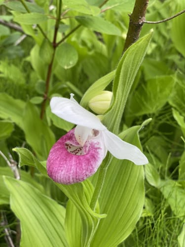 Best Hikes and Trails in Eshqua Bog Preserve | AllTrails