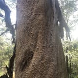 Galatea Point & Dights Falls Loop, Victoria, Australia - 228 Reviews ...