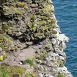 Crawton Waterfall, Aberdeenshire, Scotland - 35 Reviews, Map | AllTrails