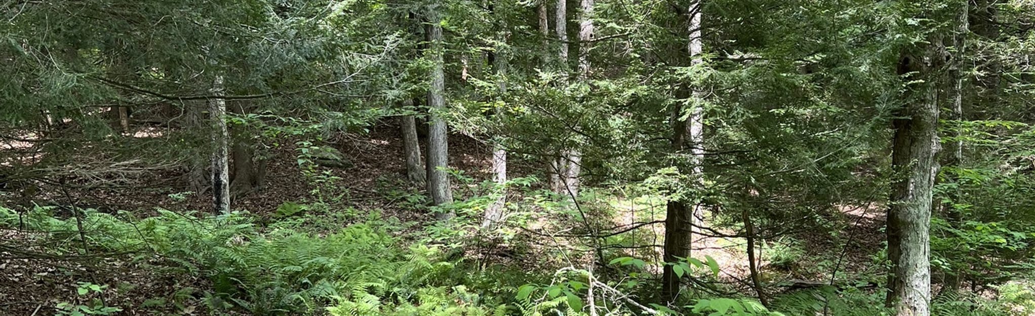 Westbrook Trail: 20 Reviews, Map - Massachusetts | AllTrails