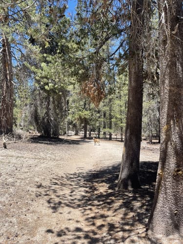 Best 10 Hikes and Trails in Jennie Lakes Wilderness | AllTrails