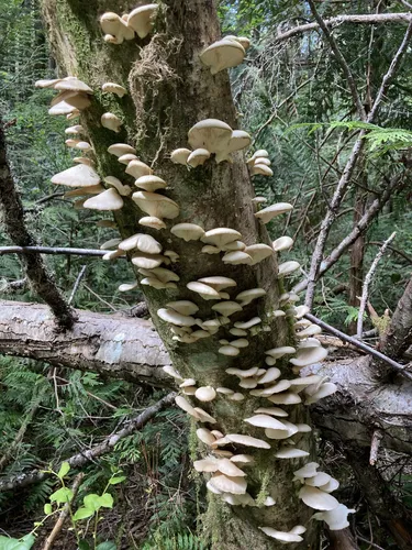 Best 10 Hiking Trails in Metchosin Wilderness Park | AllTrails