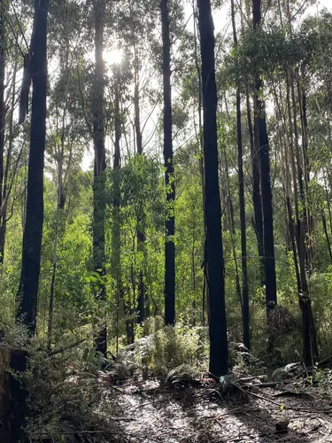 Best Hikes and Trails in Labertouche Cave Geological Reserve | AllTrails