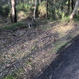 Gresswell Forest Loop, Victoria, Australia - 300 Reviews, Map | AllTrails