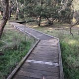 Gresswell Forest Loop, Victoria, Australia - 300 Reviews, Map | AllTrails