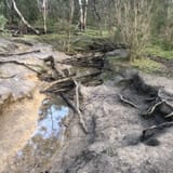 Gresswell Forest Loop, Victoria, Australia - 300 Reviews, Map | AllTrails