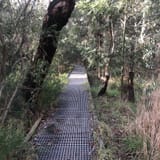 Gresswell Forest Loop, Victoria, Australia - 300 Reviews, Map | AllTrails