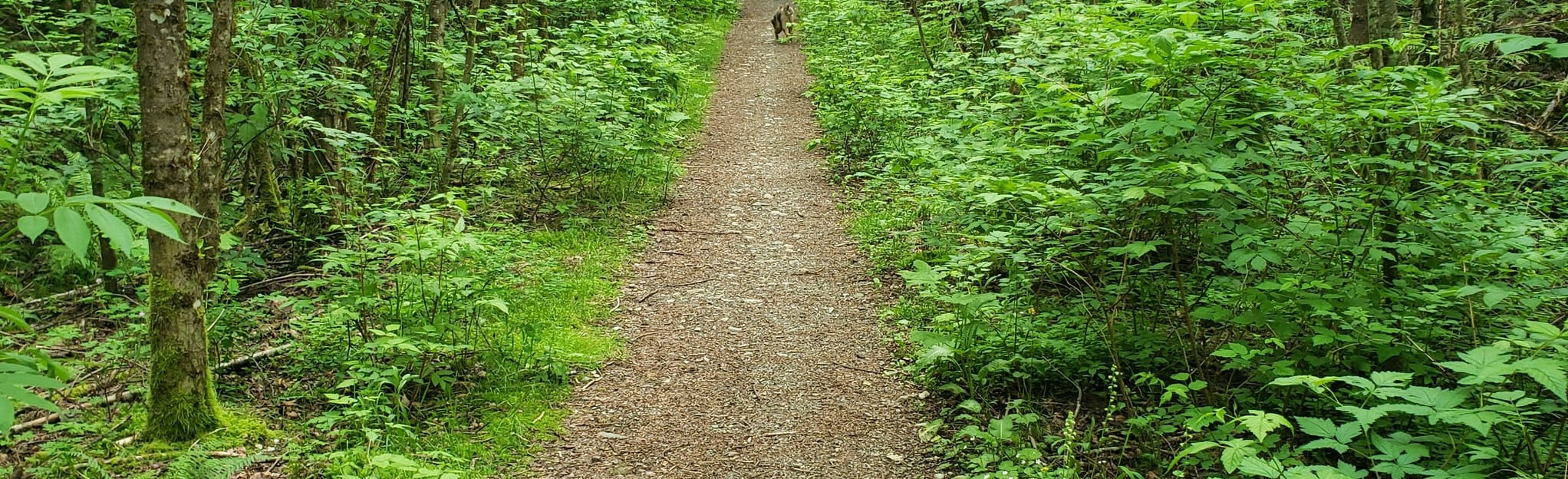 Squid Line Mountain Bike Route | Map, Guide - British Columbia, Canada | AllTrails