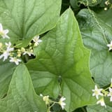 Centennial Trail, Washington - 657 Reviews, Map | AllTrails