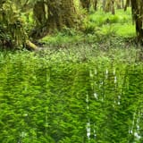 Maple Glade Nature Trail, Washington - 196 Reviews, Map | AllTrails