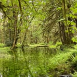 Maple Glade Nature Trail, Washington - 196 Reviews, Map | AllTrails