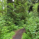Maple Glade Nature Trail, Washington - 196 Reviews, Map | AllTrails