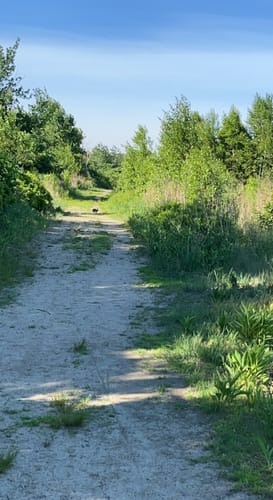 Best Hikes and Trails in Rumney Marsh Reservation | AllTrails