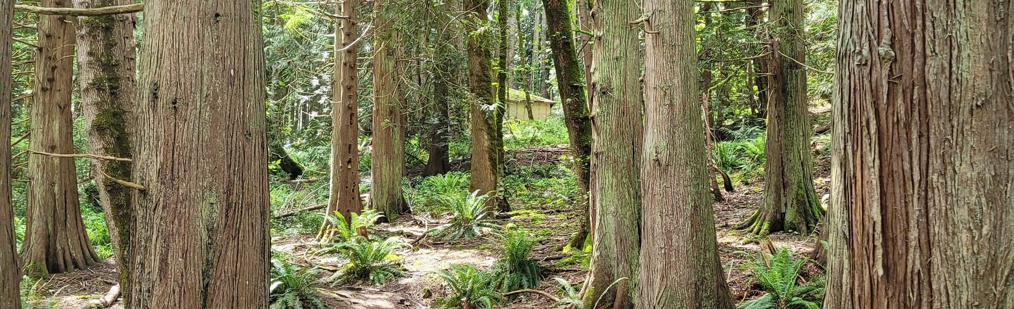 Brown’s Wood and Butterfield Park Loop, British Columbia, Canada - 47 ...