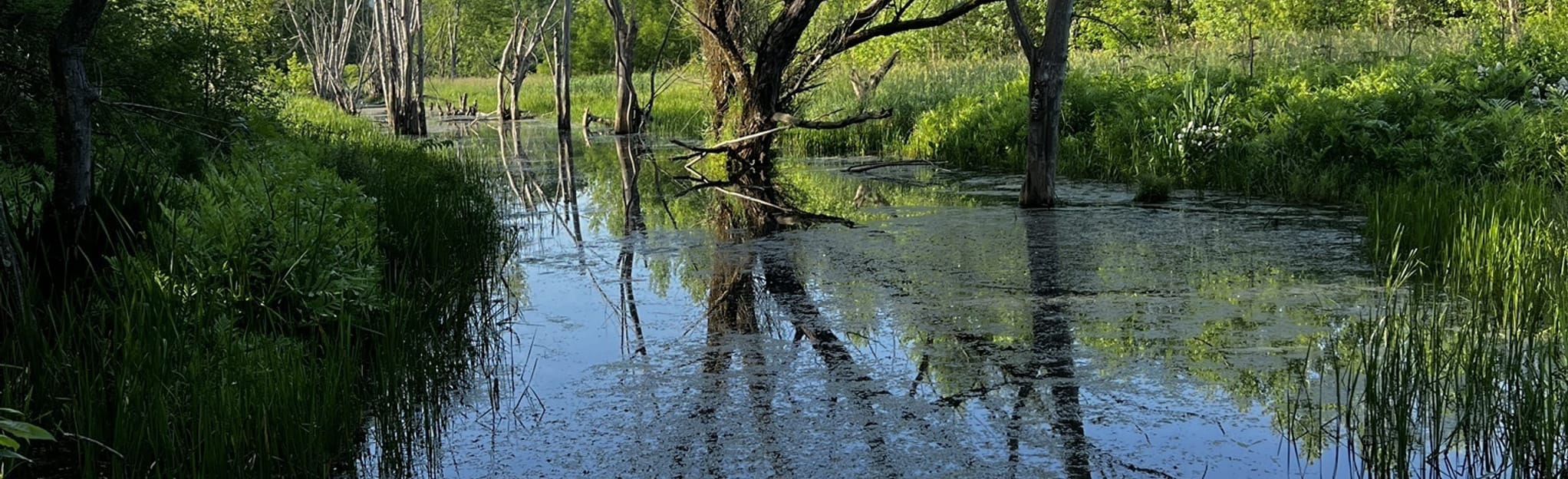 Cadwell Trail: 83 Reviews, Map - Vermont | AllTrails