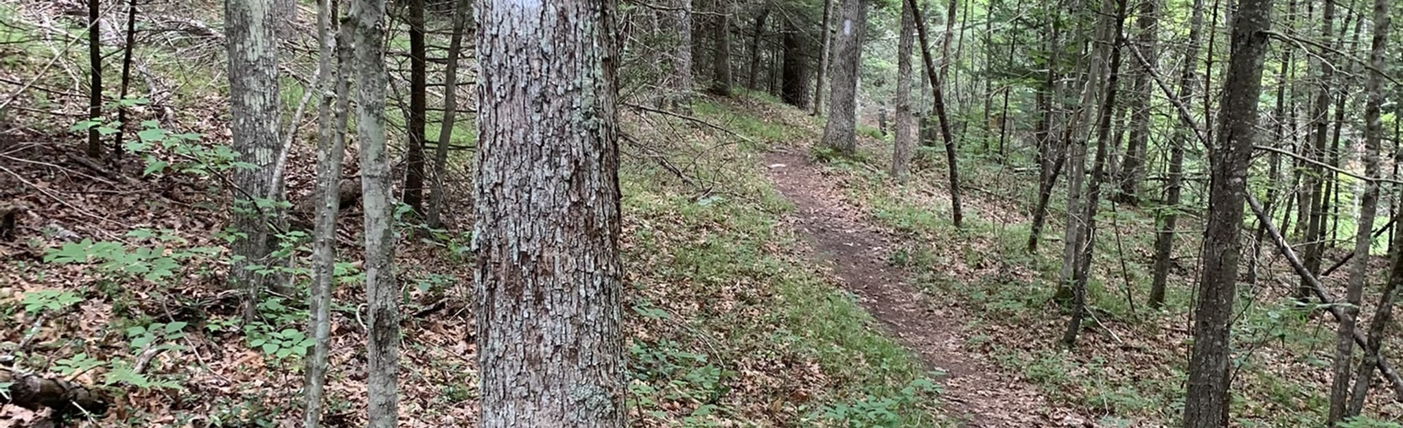 Nipmuc River Trail Loop: 116 Reviews, Map - Rhode Island | AllTrails