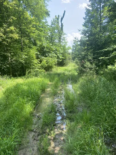 Best Hikes and Trails in Linbrook Woodlands | AllTrails