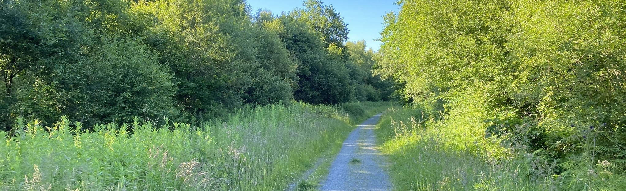 Penllergaer Forest Circular, Swansea, Wales - 53 Reviews, Map | AllTrails