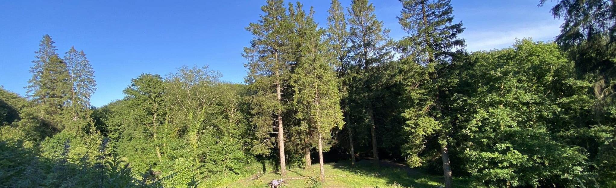 Penllergaer Forest Short: 12 Reviews, Map - Swansea, Wales | AllTrails